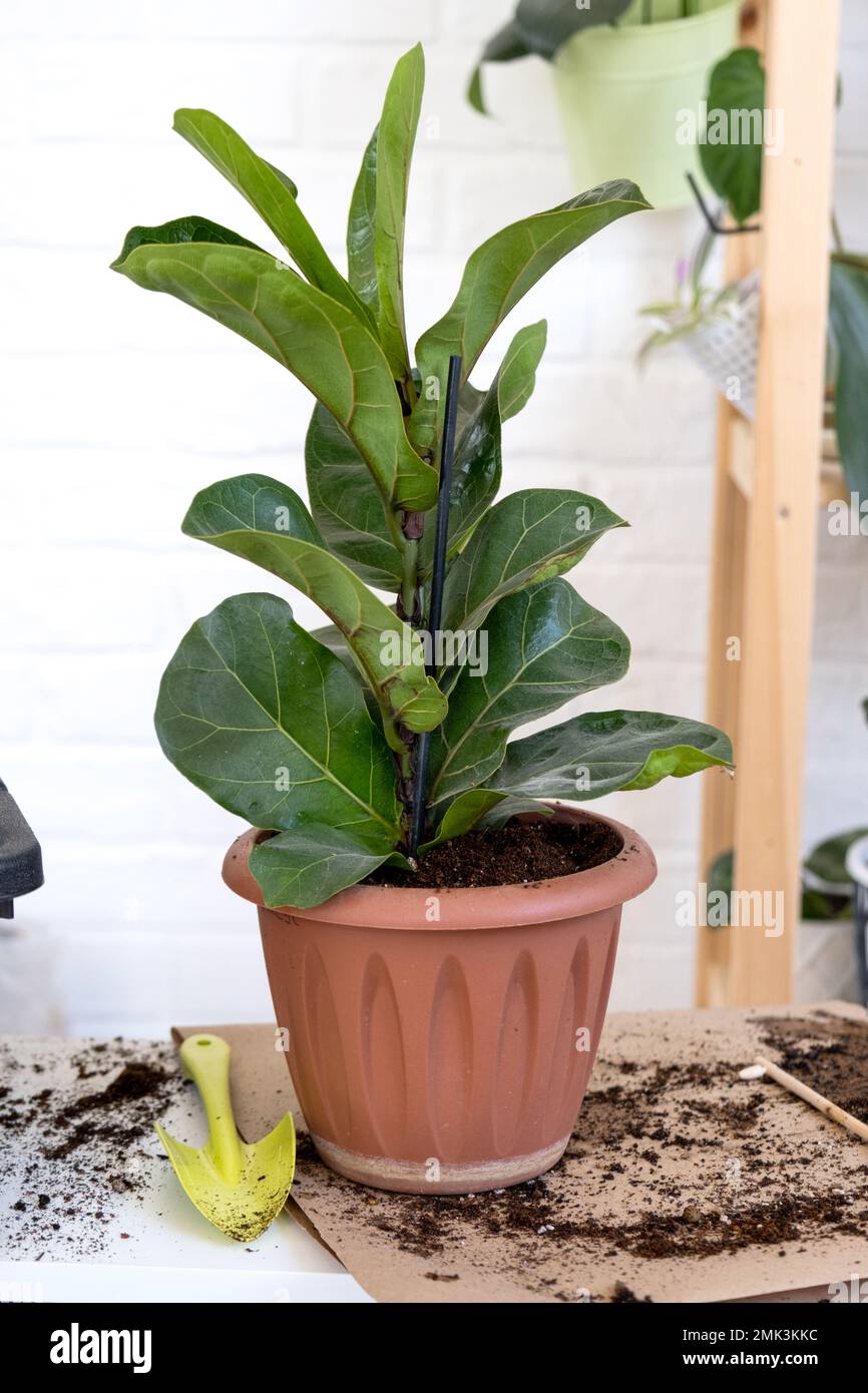 Transplanting a home plant Ficus lyrata into a new pot. A woman plants ...