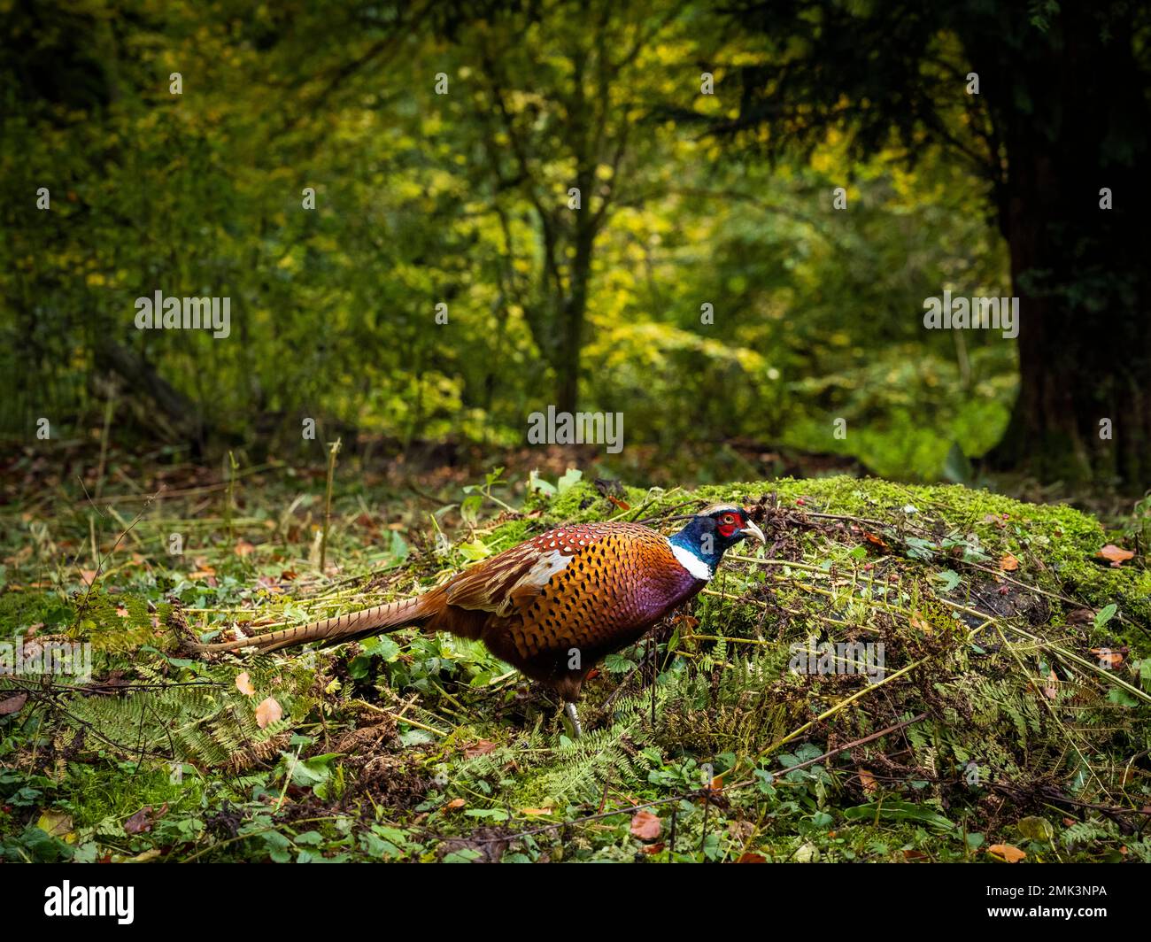 Ring-necked pheasant in rural forest habitat (head wattle, chestnut ...