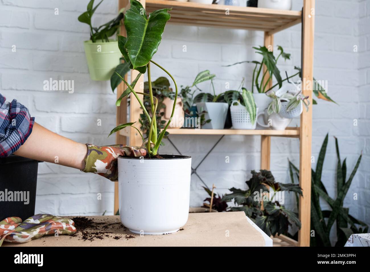 Transplanting a home plant Philodendron into a new pot. A woman plants a stalk with roots in a ...