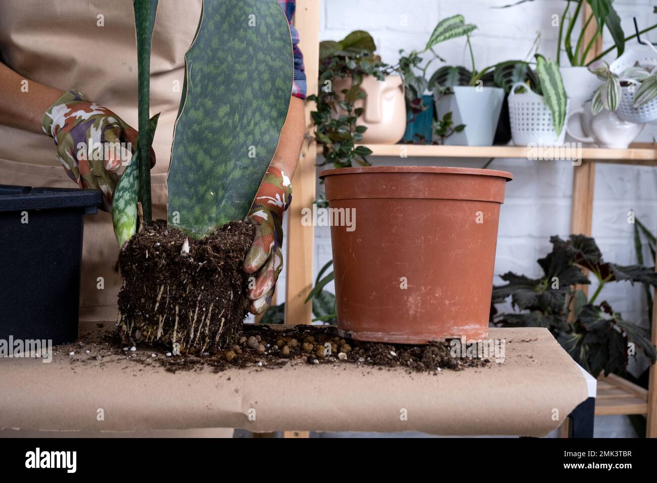 An earthen lump of a potted plant with healthy roots. Transplanting and ...