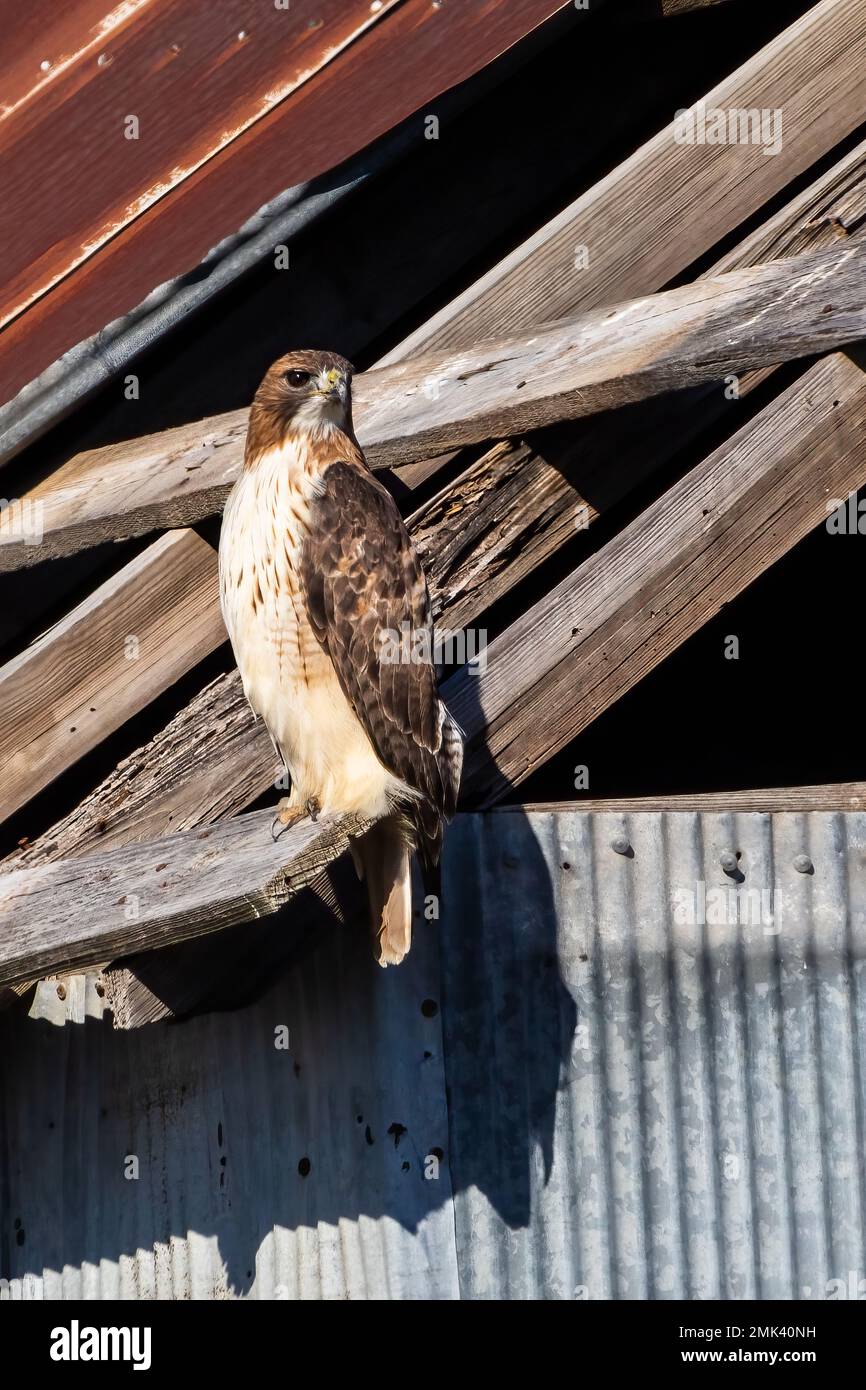 Red-tailed hawk resting on the barn Stock Photo - Alamy