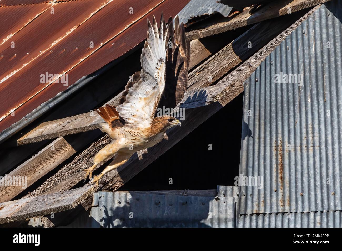 Red-tailed hawk in flight Stock Photo - Alamy