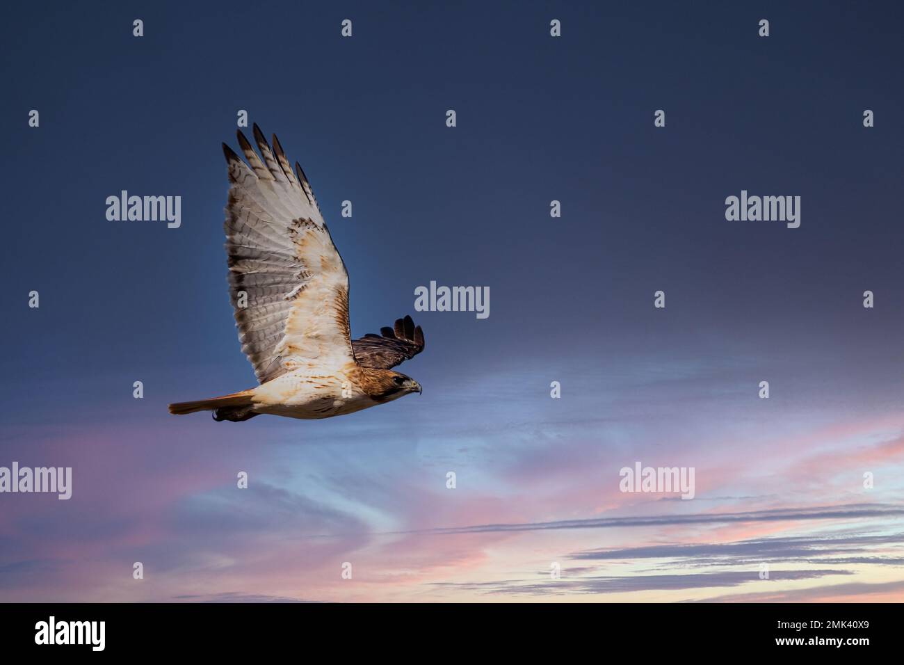 Red-tailed hawk in flight Stock Photo - Alamy