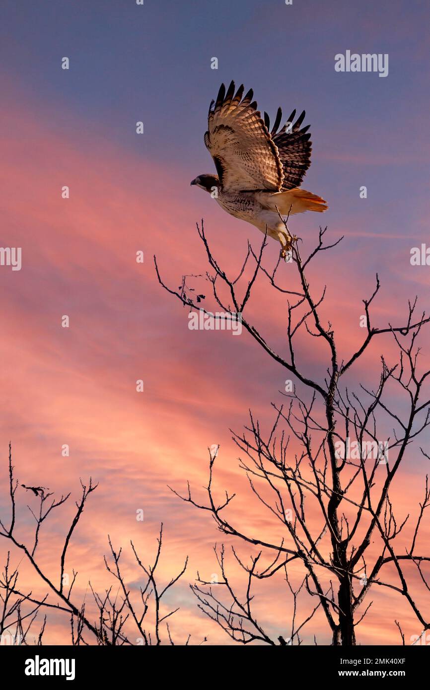 Red-tailed hawk in flight Stock Photo - Alamy