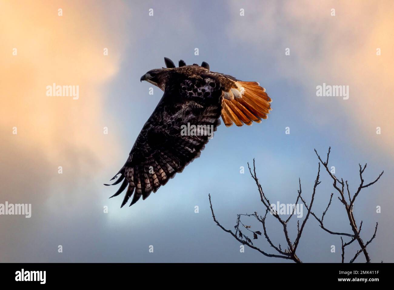 Red-tailed hawk in flight Stock Photo - Alamy