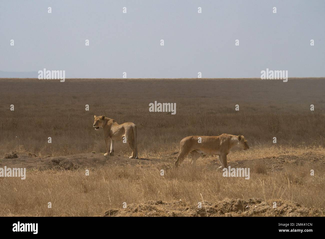 Two lionesses in the dry plains of the african savanna in Tanzania ...