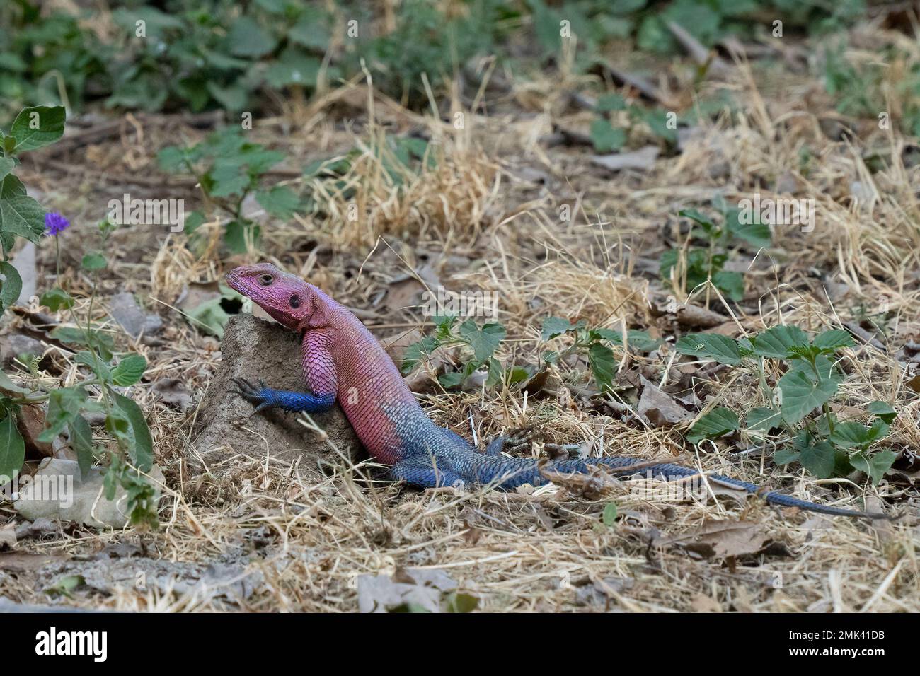 A red headed rock agama lizard in the african savanna in Tanzania Stock ...