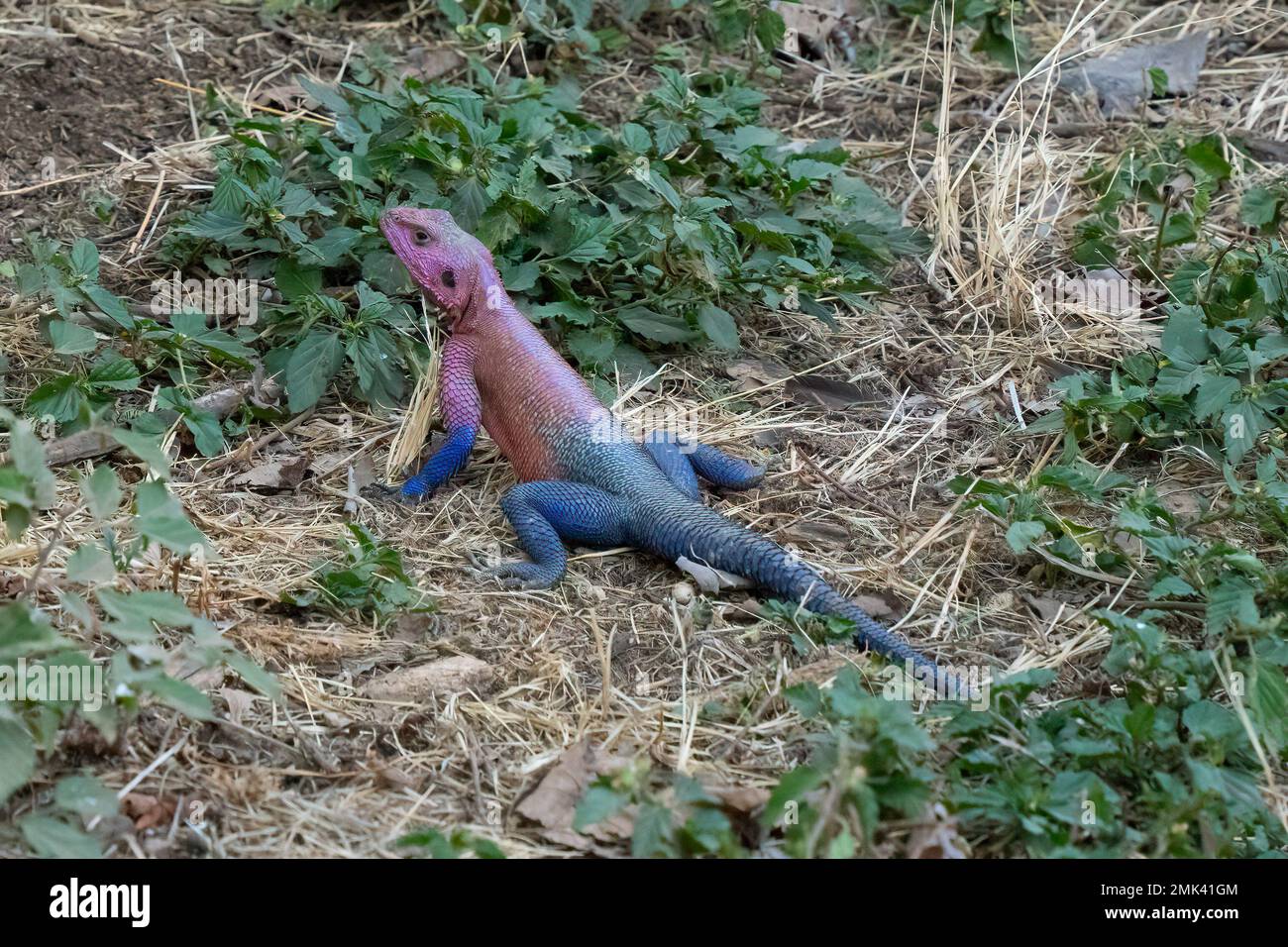 A red headed rock agama lizard in the african savanna in Tanzania Stock ...