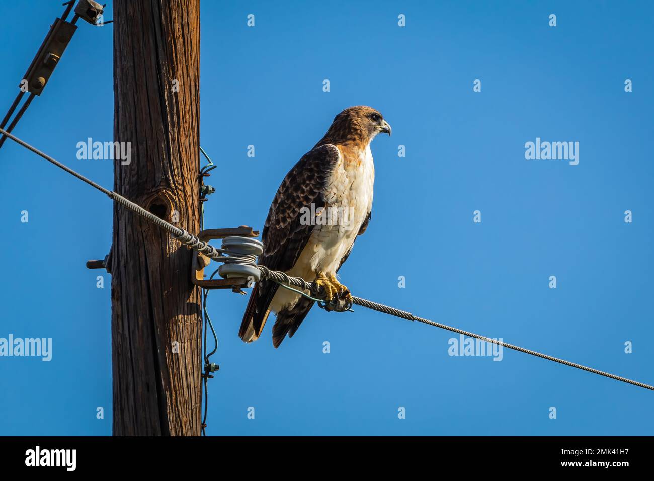 Red-tailed hawk resting Stock Photo - Alamy