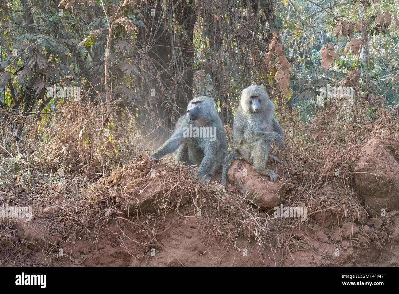 A pair of baboons sitting in a wooded area on a roadside in Tanzania at ...