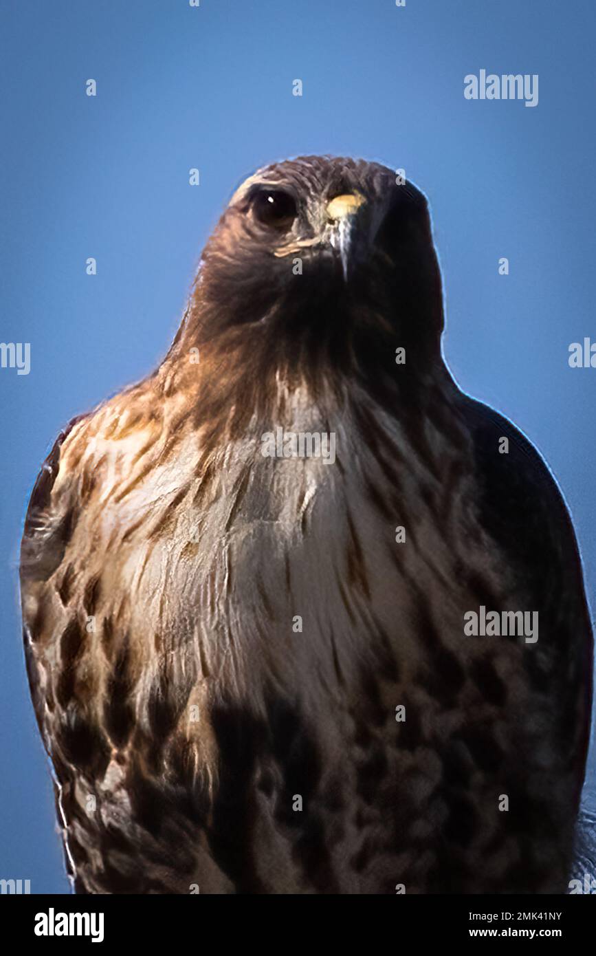 Red-tailed hawk portrait Stock Photo - Alamy