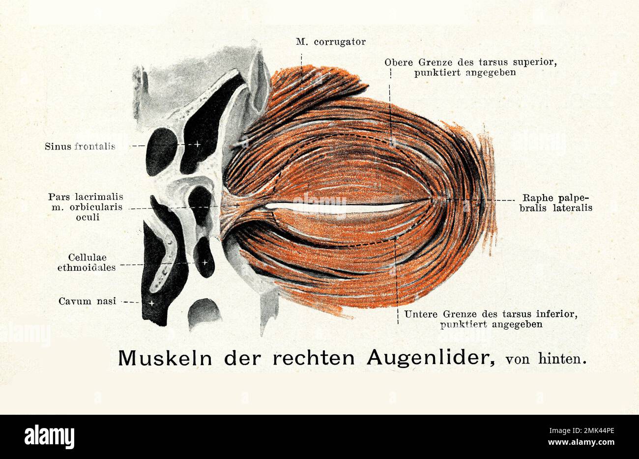 Vintage illustration of anatomy, right palpebra muscles internal view ...