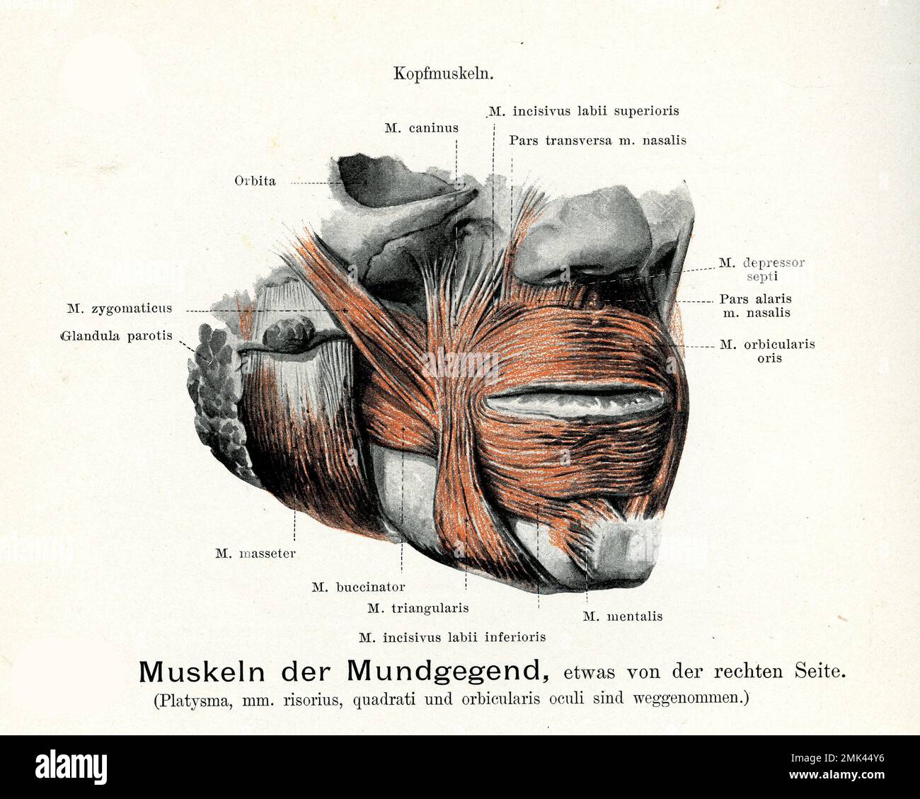 Vintage illustration of the muscles of the mouth region from front ...