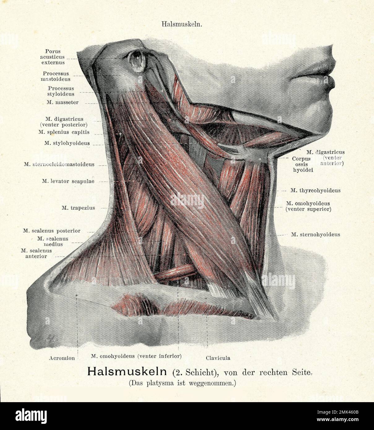 Vintage illustration of 2nd throat musculature layer from right, with ...