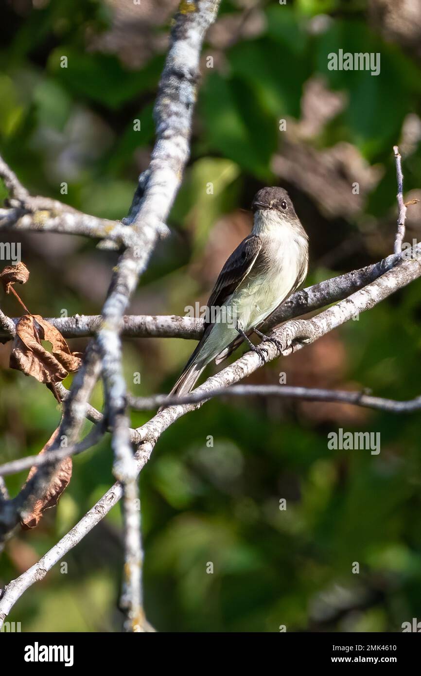 The phoebe bird hi-res stock photography and images - Alamy