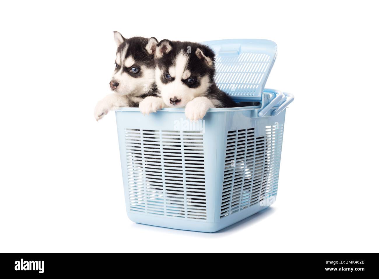 Purebred Siberian Husky puppy in blue carry case for animals on white ...