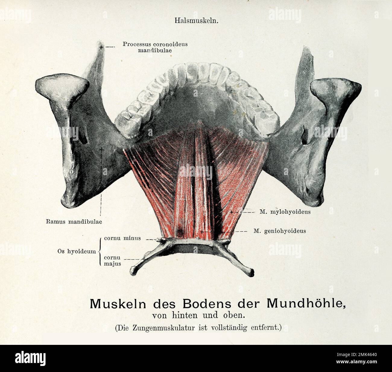 Buccal cavity morphology hi-res stock photography and images - Alamy