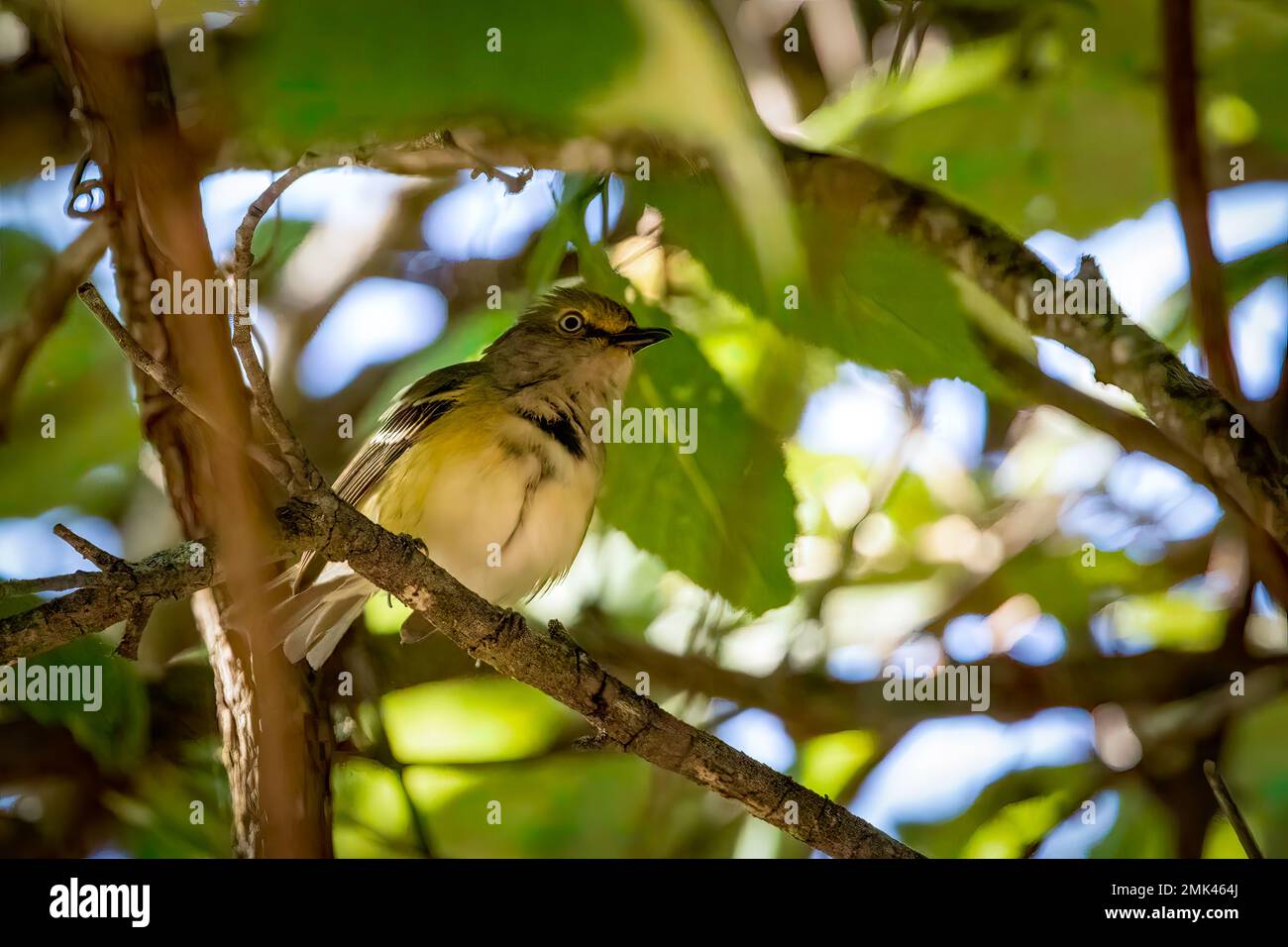 White-eyed vireo bird on a branch Stock Photo - Alamy