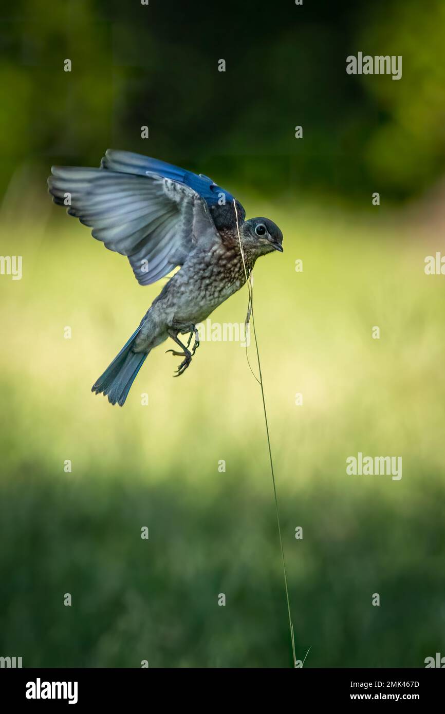 Eastern bluebird flying hi-res stock photography and images - Alamy