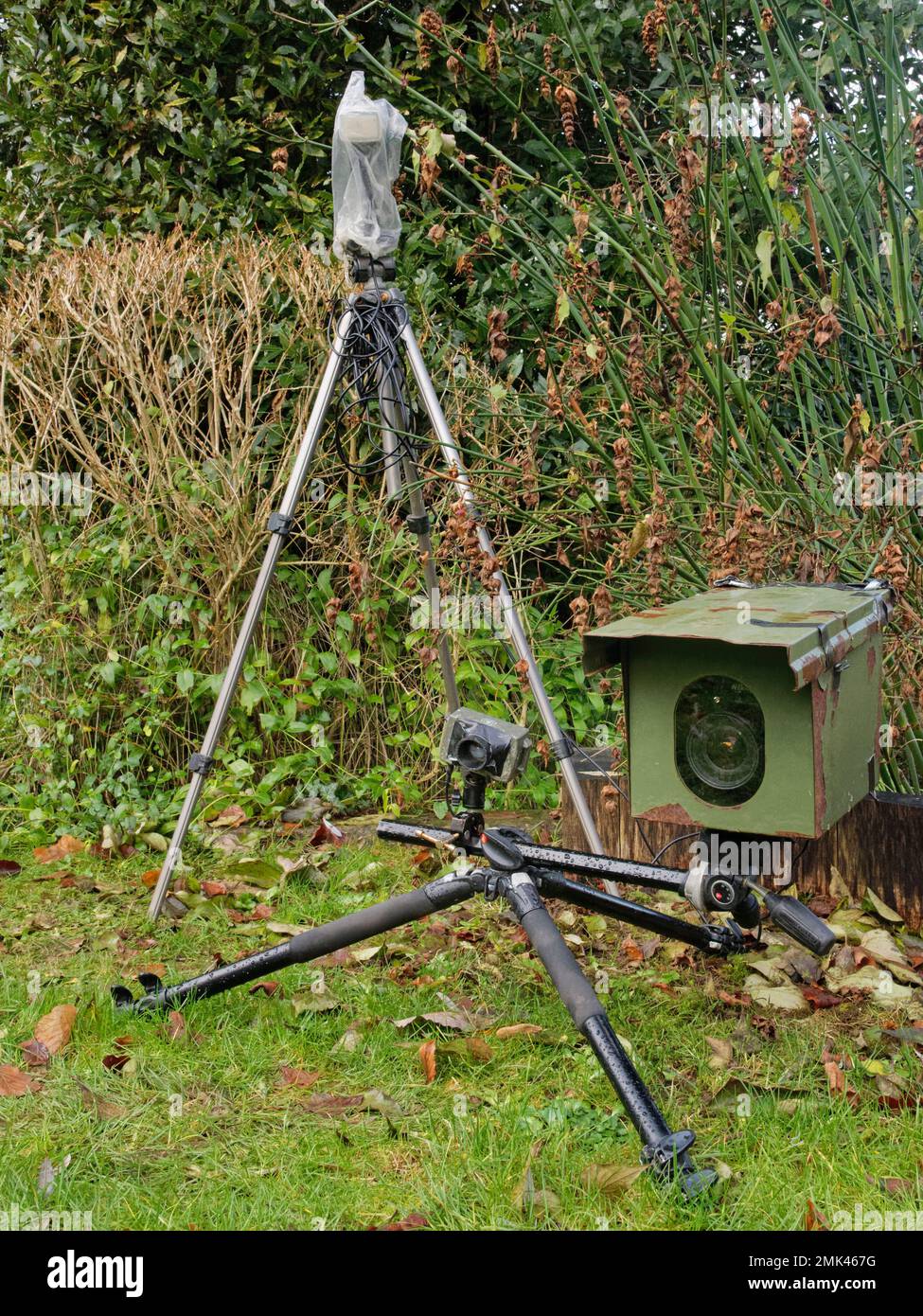 Camera trap set up to photograph garden badgers, foxes and deer ...