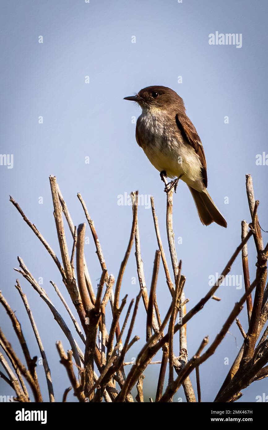 The phoebe bird hi-res stock photography and images - Alamy