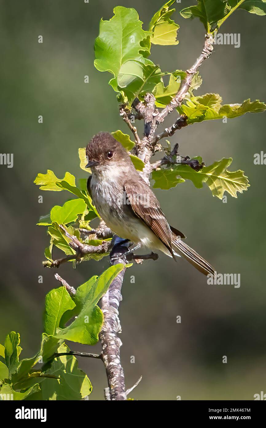 Eastern Phoebe bird resting Stock Photo - Alamy