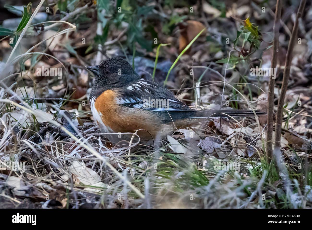 Spotted Towhee on the ground Stock Photo - Alamy