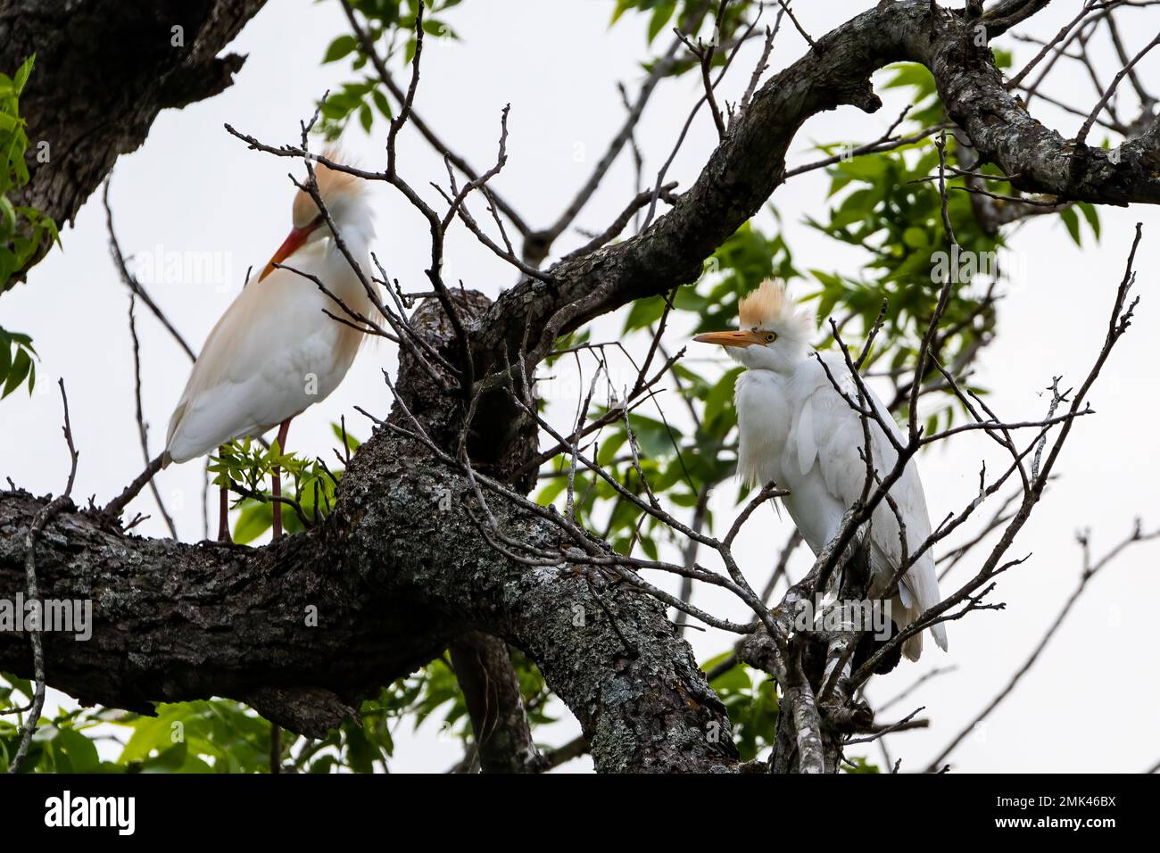Cattle egrets in a tree Stock Photo - Alamy