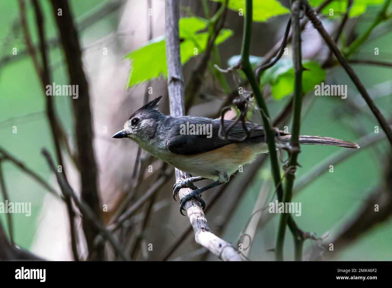 Black-crested titmouse bird on a branch Stock Photo - Alamy