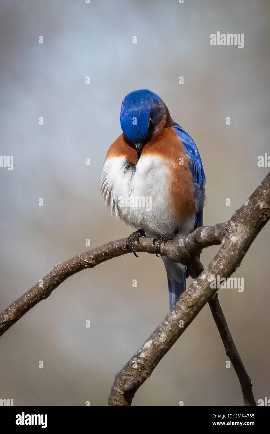 Eastern Bluebird at rest Stock Photo - Alamy