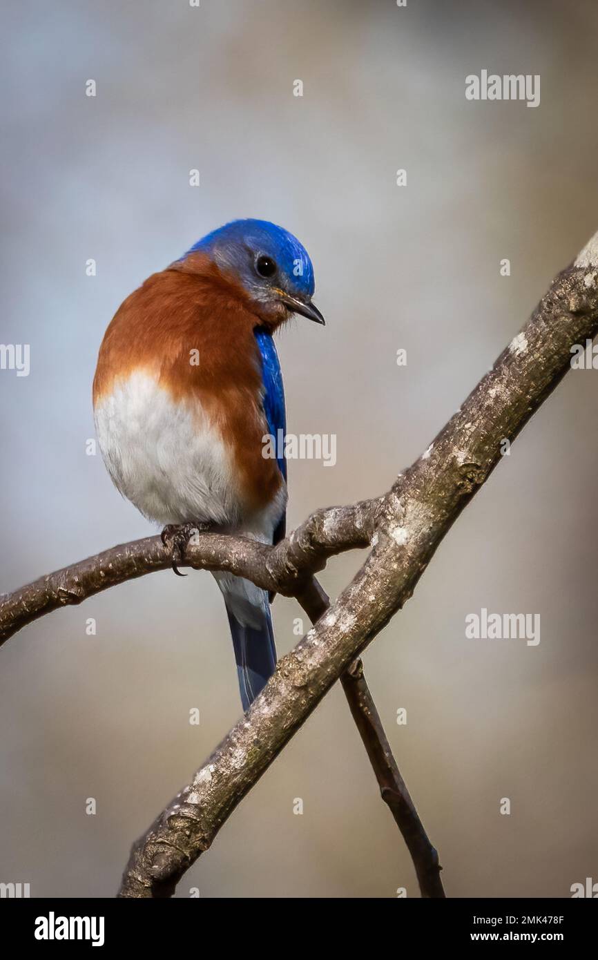 Eastern Bluebird at rest Stock Photo - Alamy