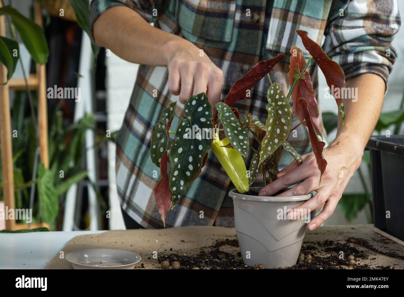 Transplanting a home plant Begonia maculata into a pot with a face. A ...