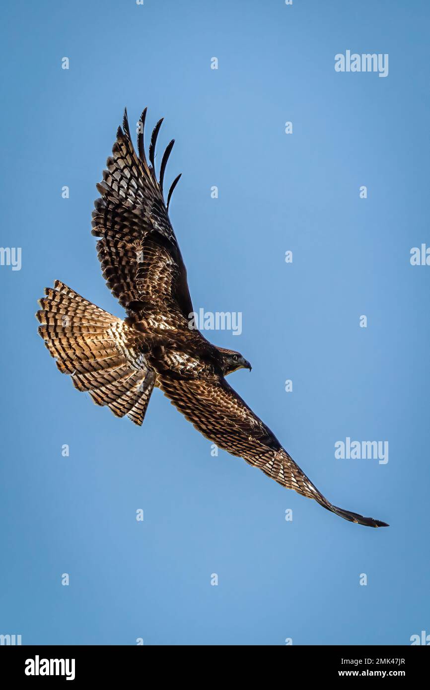 Red-tailed hawk in flight Stock Photo - Alamy