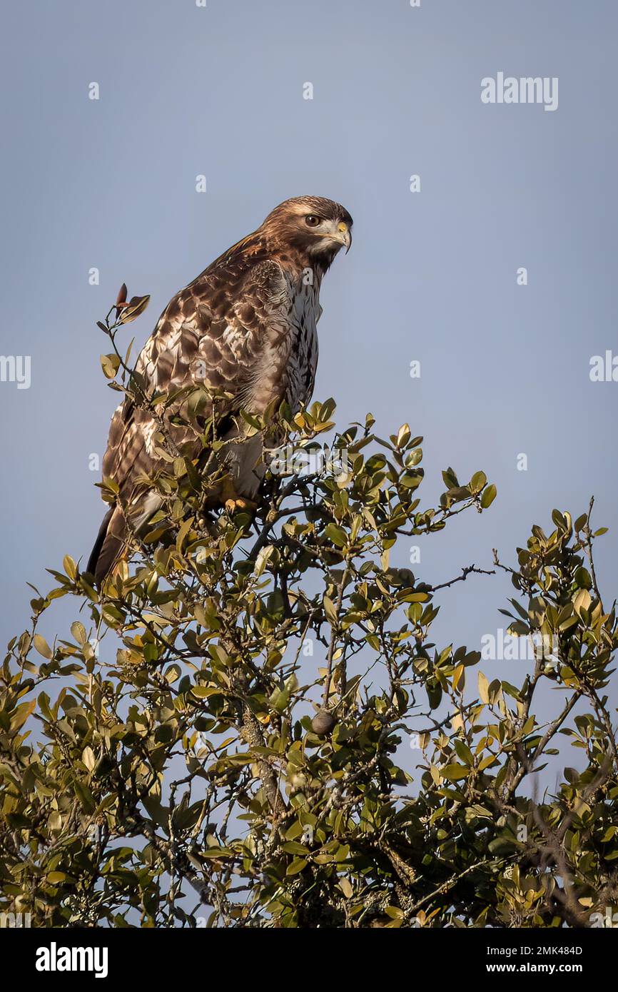 Red-tailed hawk in a tree Stock Photo - Alamy