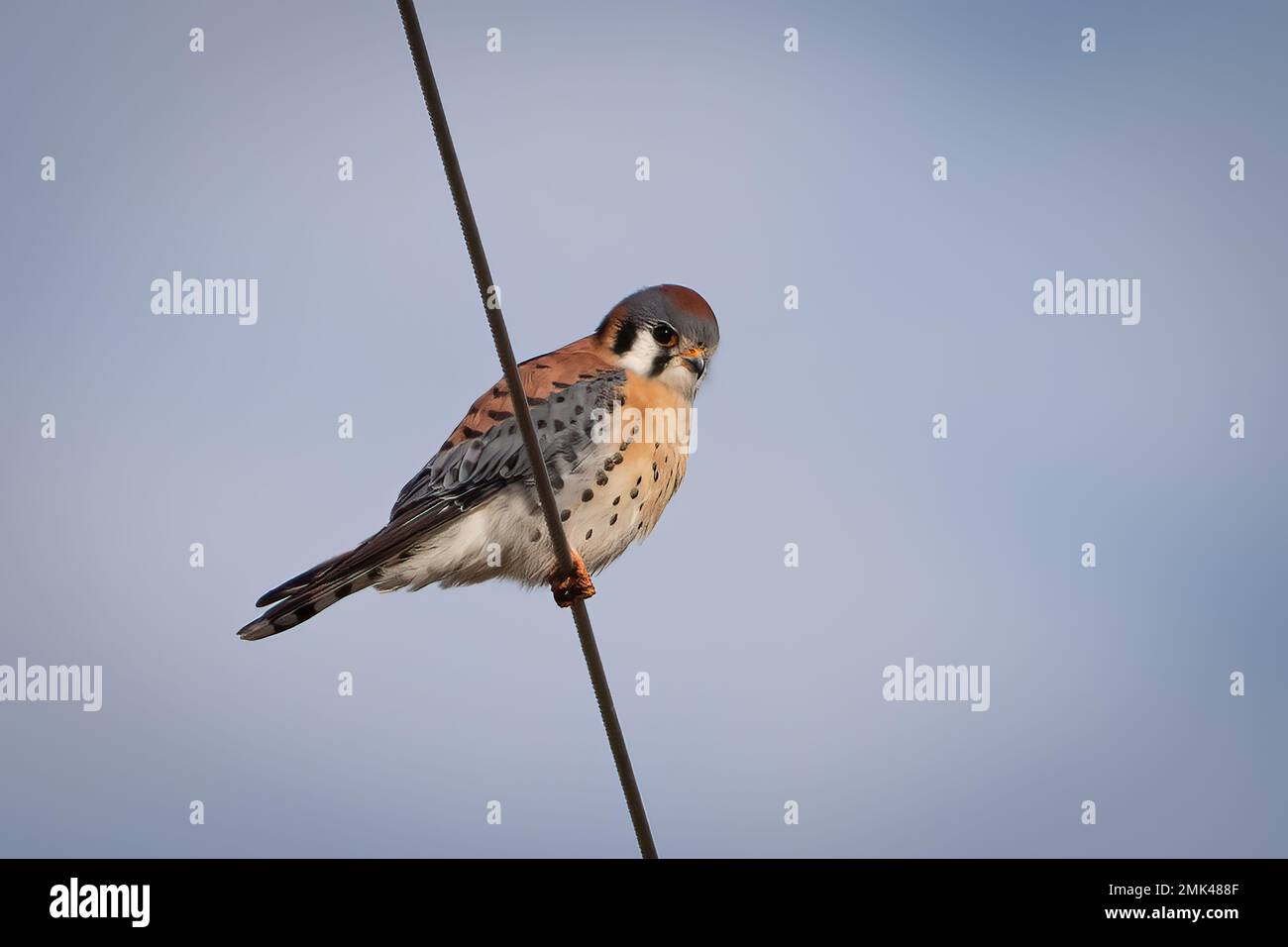 American Kestrel resting on a wire Stock Photo - Alamy
