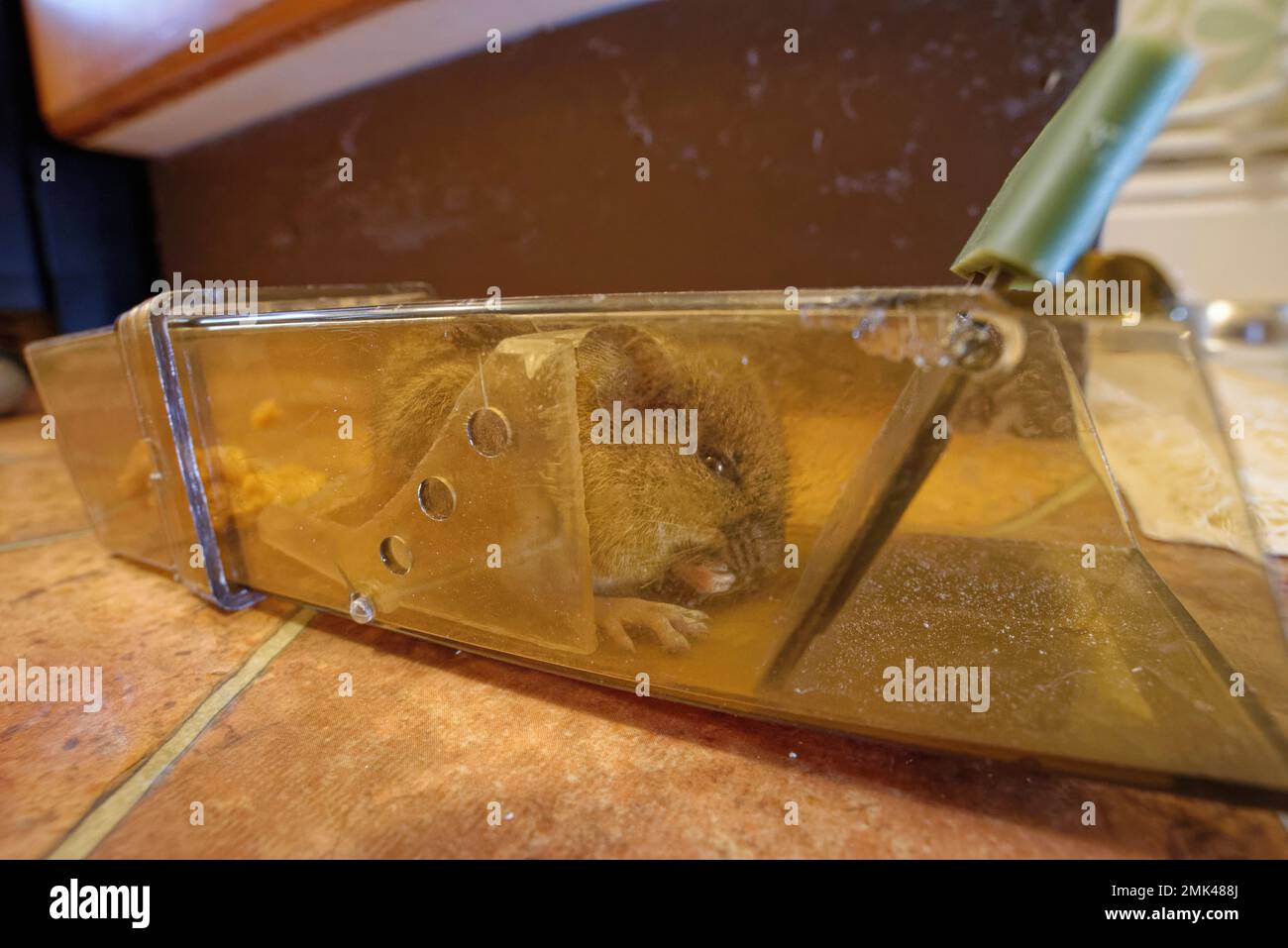 Long-tailed field mouse / Wood Mouse (Apodemus sylvaticus) caught in a ...