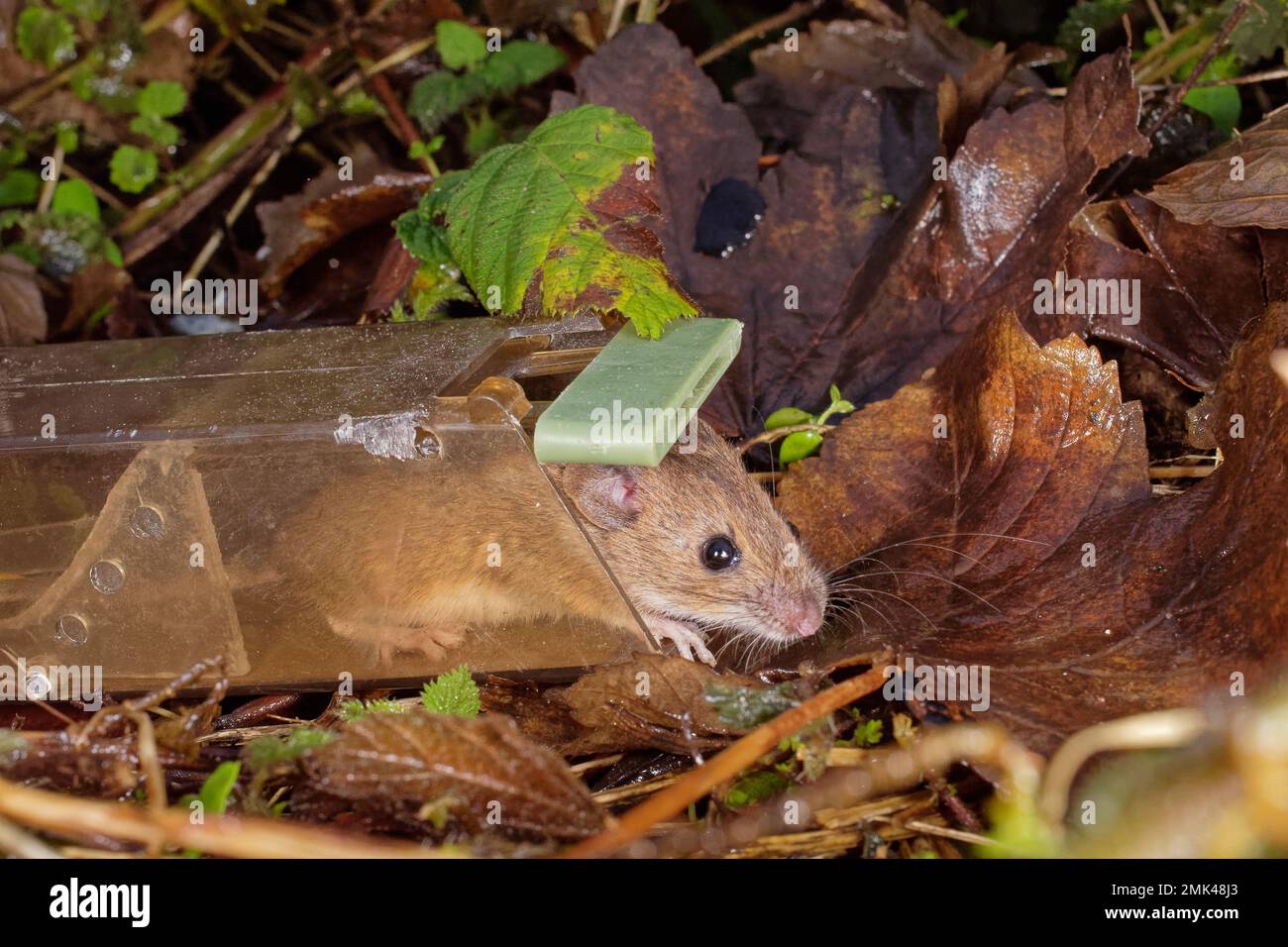 Long-tailed field mouse / Wood Mouse (Apodemus sylvaticus) being ...