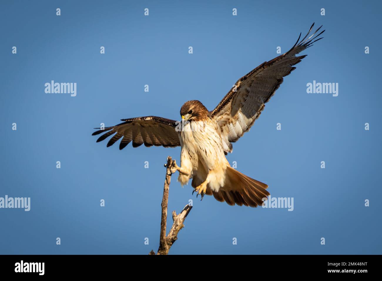 Red-tailed hawk in flight Stock Photo - Alamy