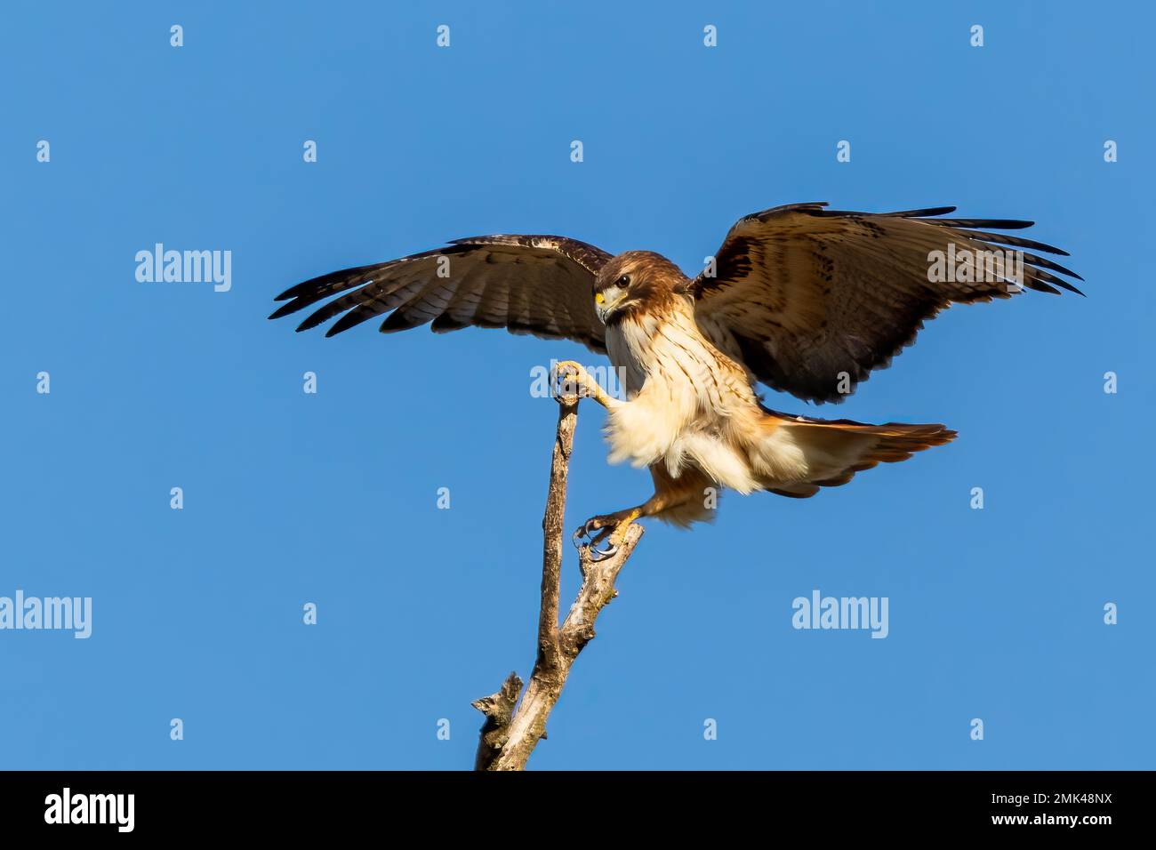Red-tailed hawk in flight Stock Photo - Alamy
