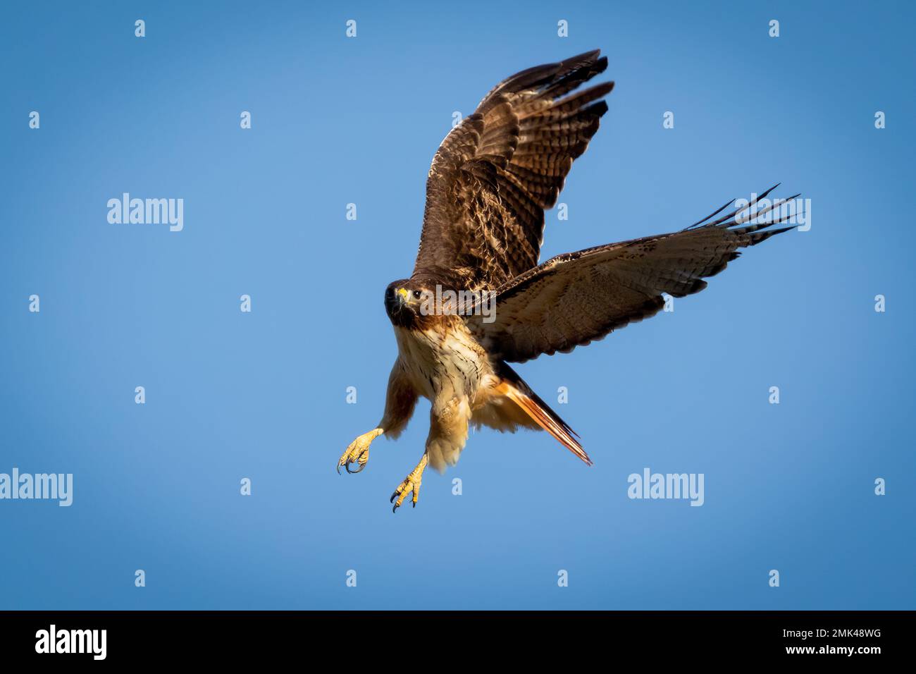 Red-tailed hawk in flight Stock Photo - Alamy