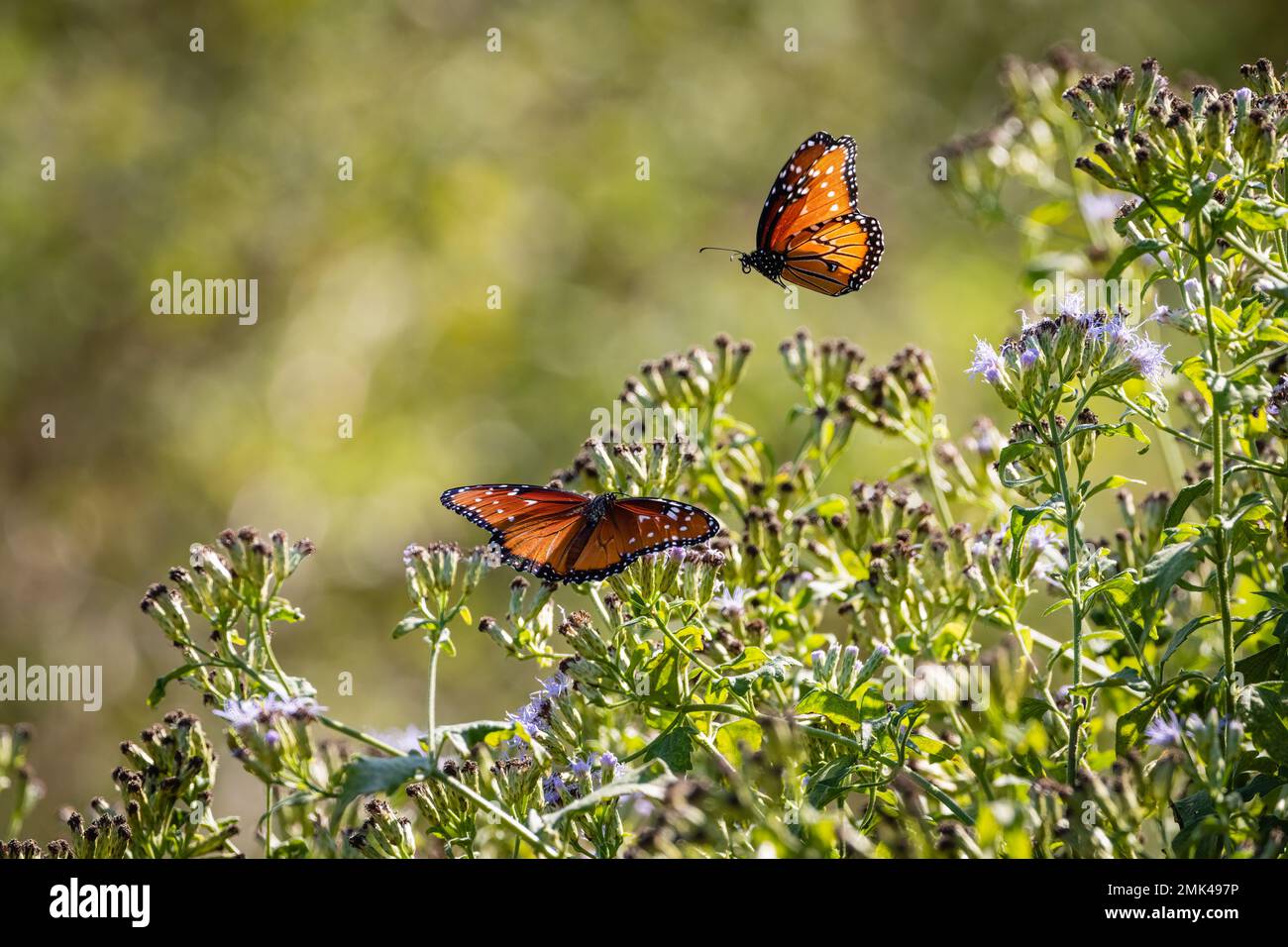 Queen butterflies flying Stock Photo - Alamy