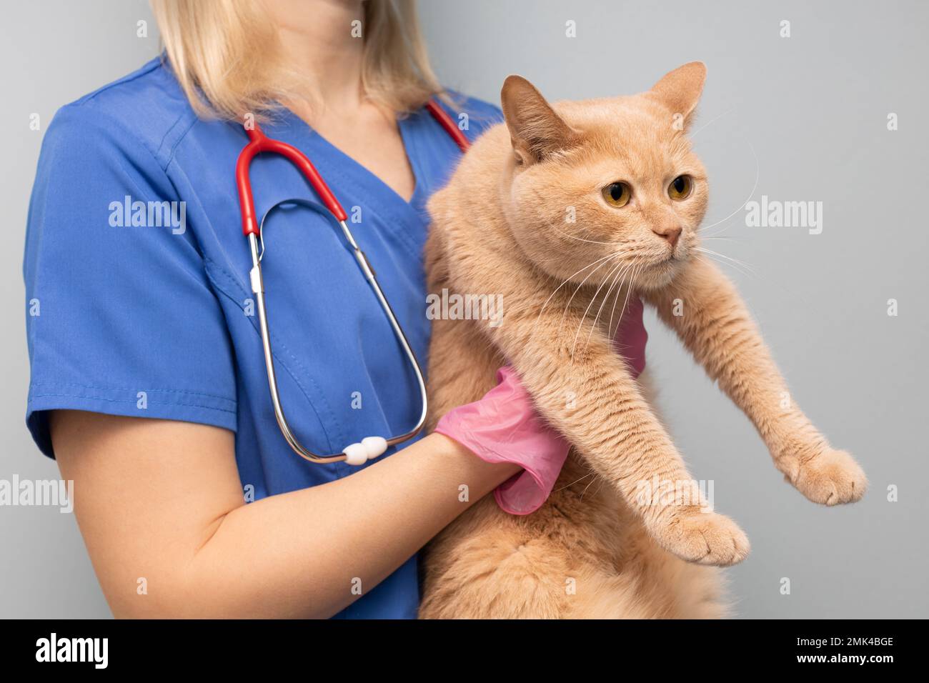 veterinarian holding a cat in the clinic. veterinarian treating a cat ...