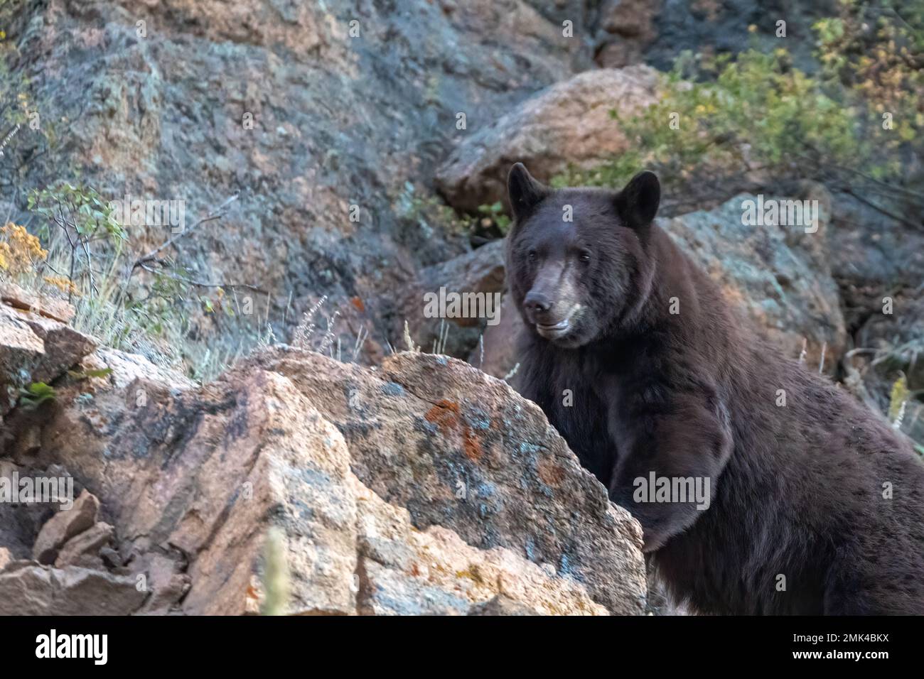 Colorado black bear hi-res stock photography and images - Alamy