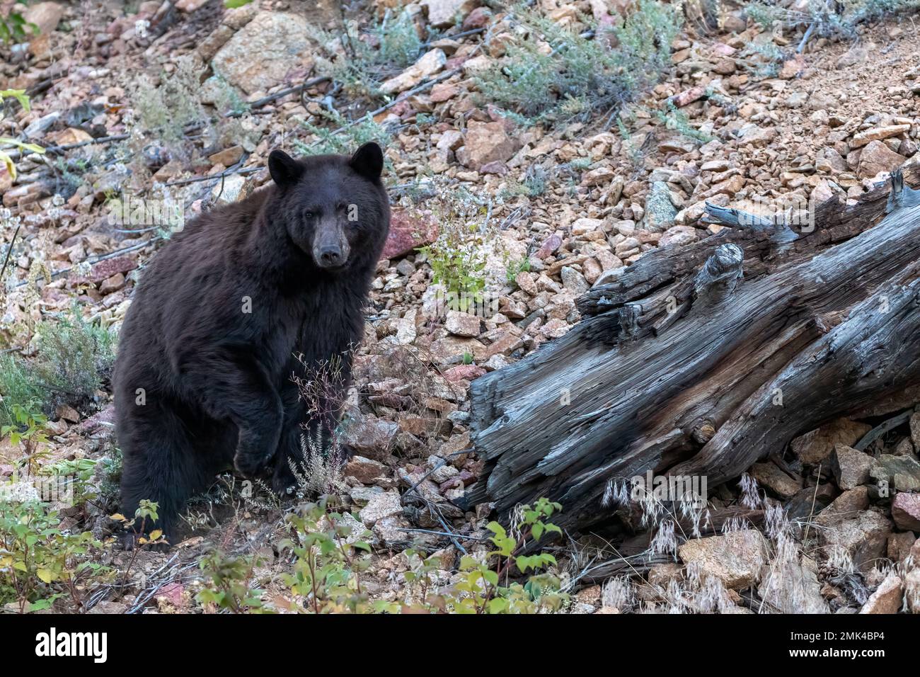 Colorado black bear hi-res stock photography and images - Alamy