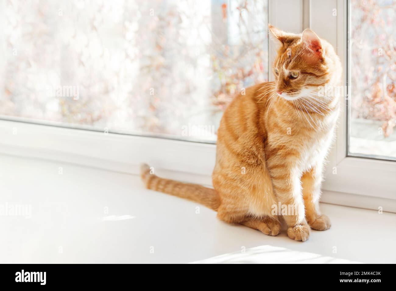 Curious ginger cat sits on window sill. Fluffy pet at home. Domestic ...