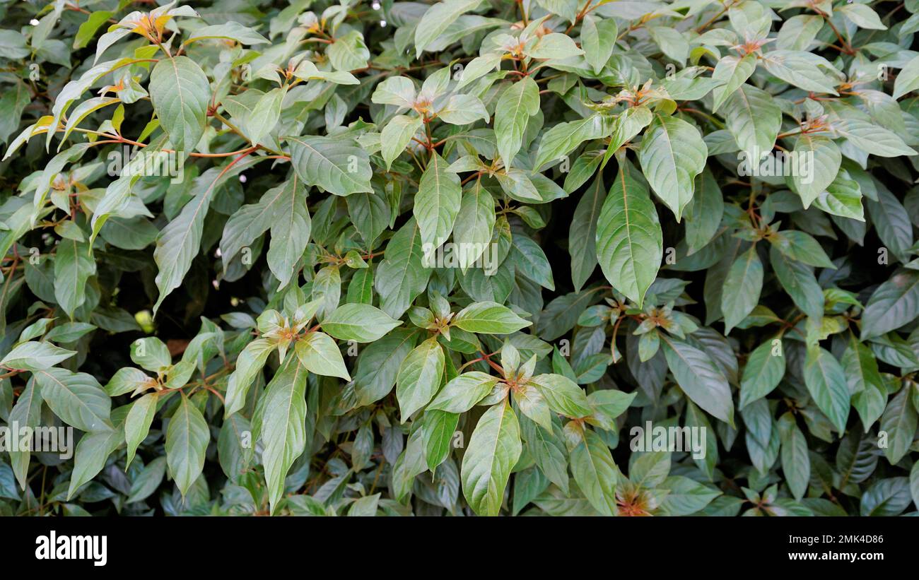 Closeup of fresh lush leaves of Hamelia patens also known as Fire bush ...