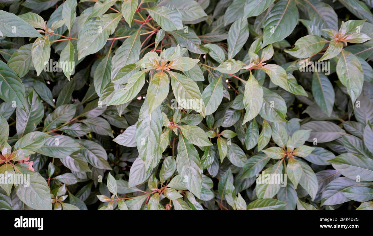 Closeup of fresh lush leaves of Hamelia patens also known as Fire bush ...