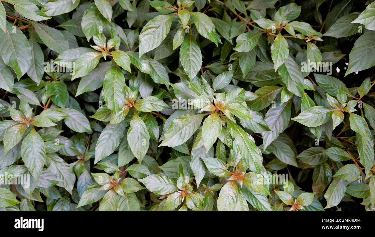 Closeup of fresh lush leaves of Hamelia patens also known as Fire bush ...