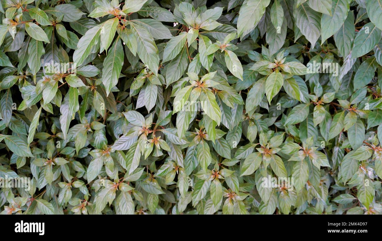 Closeup of fresh lush leaves of Hamelia patens also known as Fire bush ...