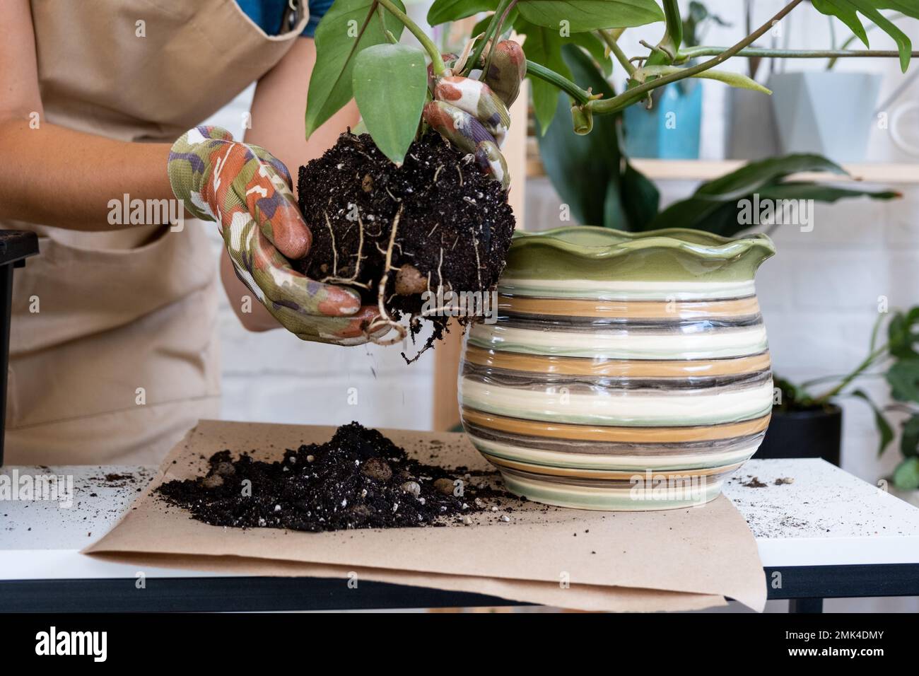 An earthen lump of a potted plant with healthy roots. Transplanting and ...